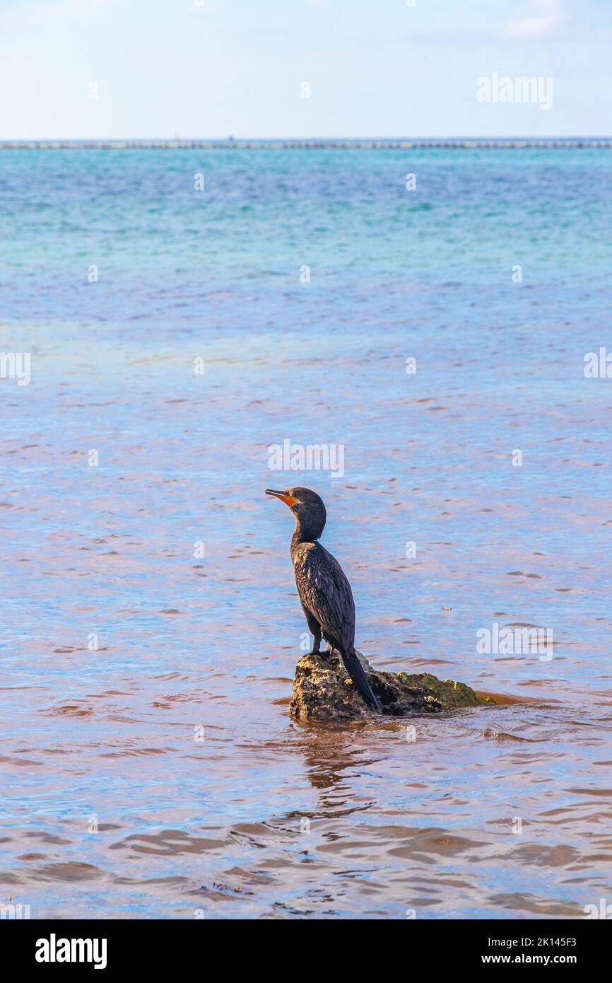Neotropis Long-tailed Cormorant Cormorants sitting on rock boulder ...