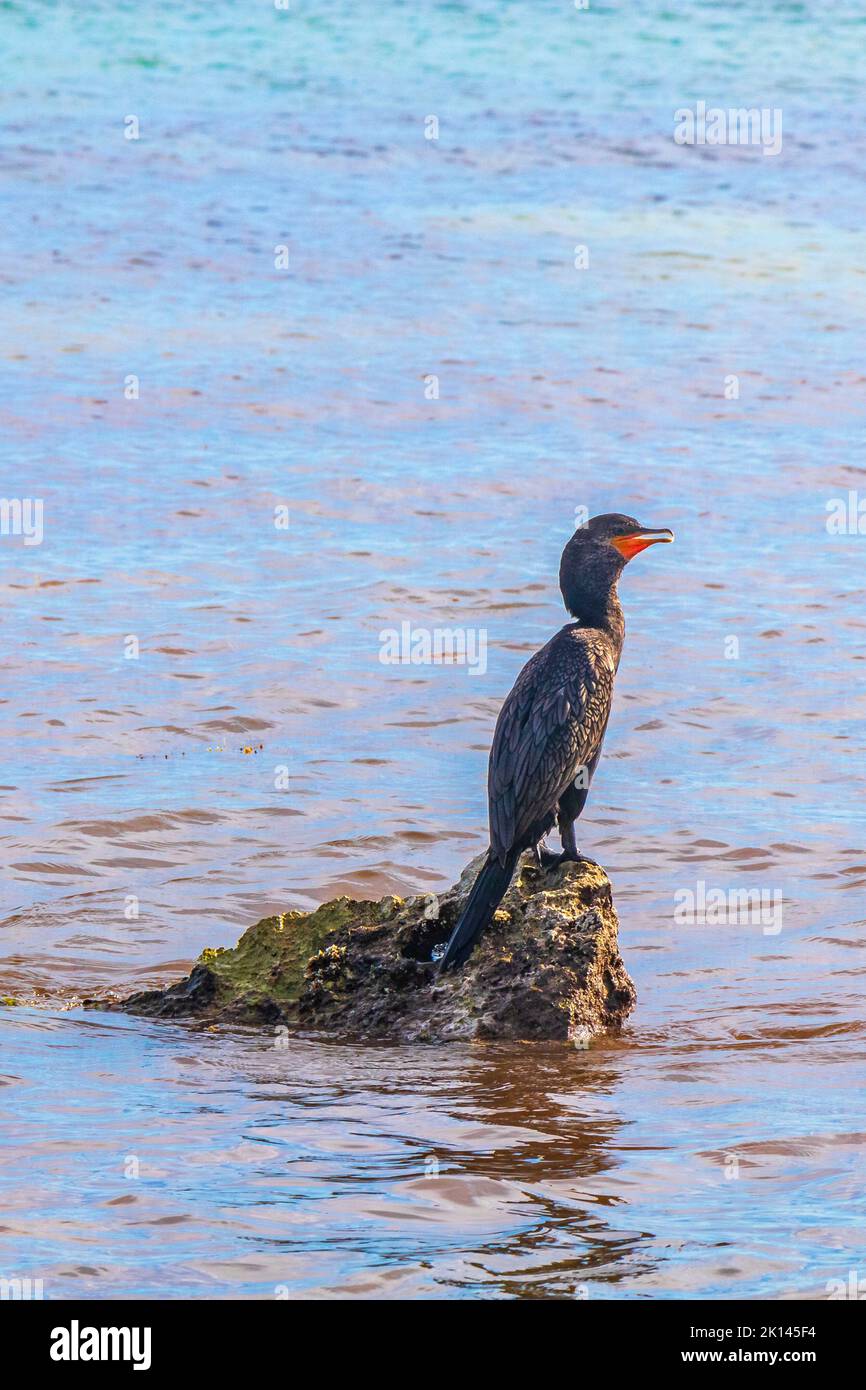 Neotropis Long-tailed Cormorant Cormorants sitting on rock boulder ...