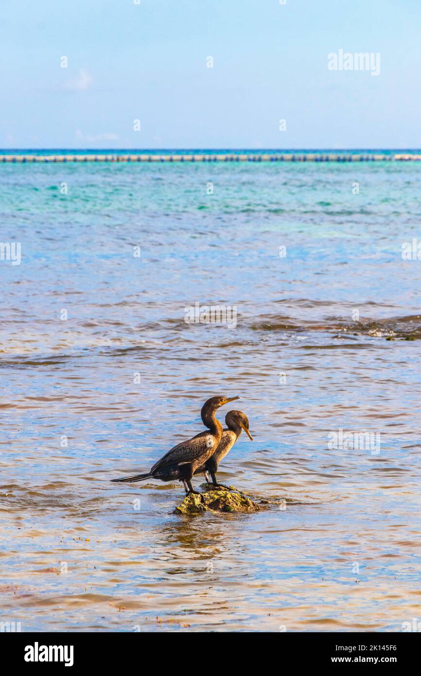 Neotropis Long-tailed Cormorant Cormorants sitting on rock boulder ...
