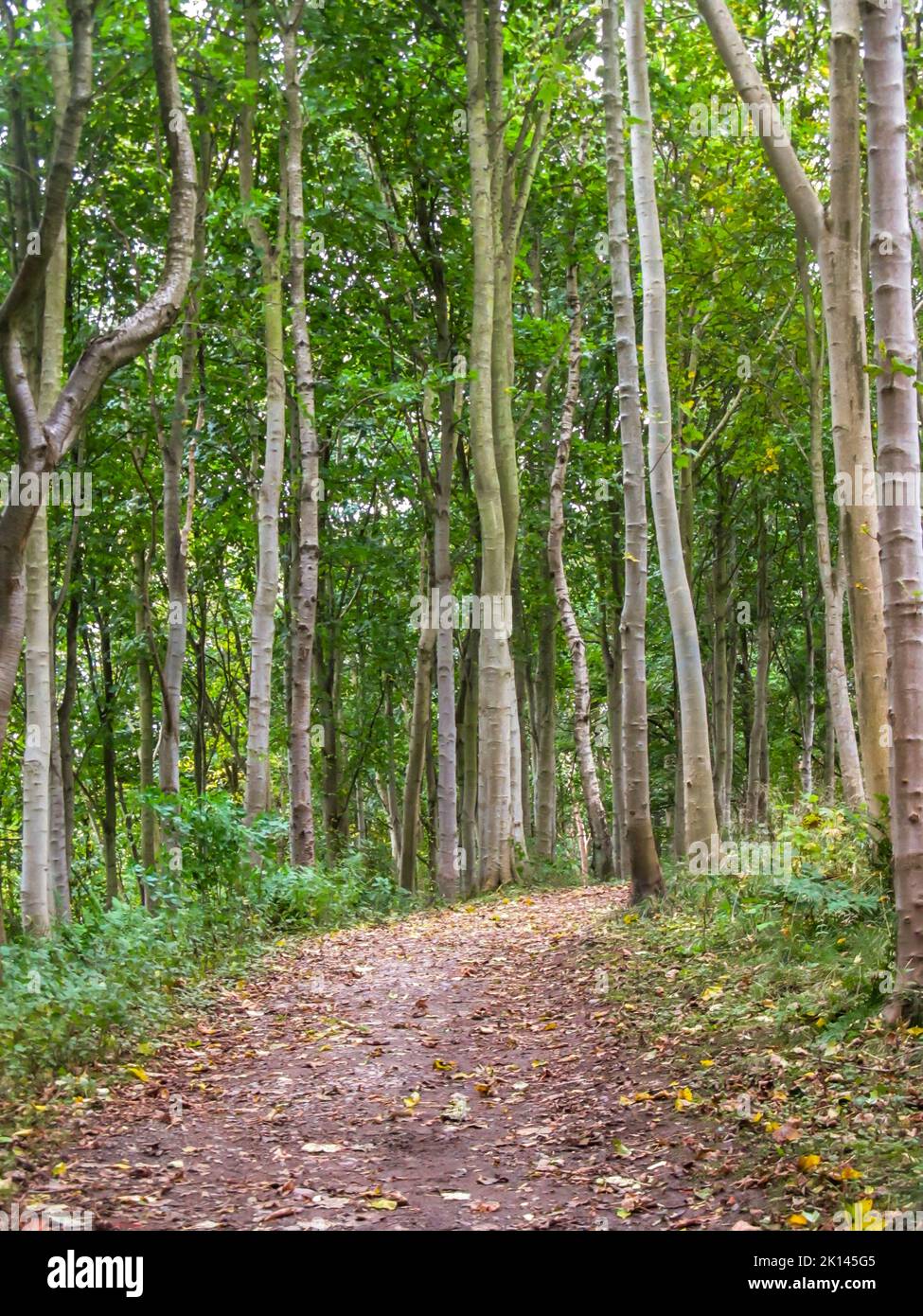 A footpath, covered in fallen leaves winding through a forest of beech ...