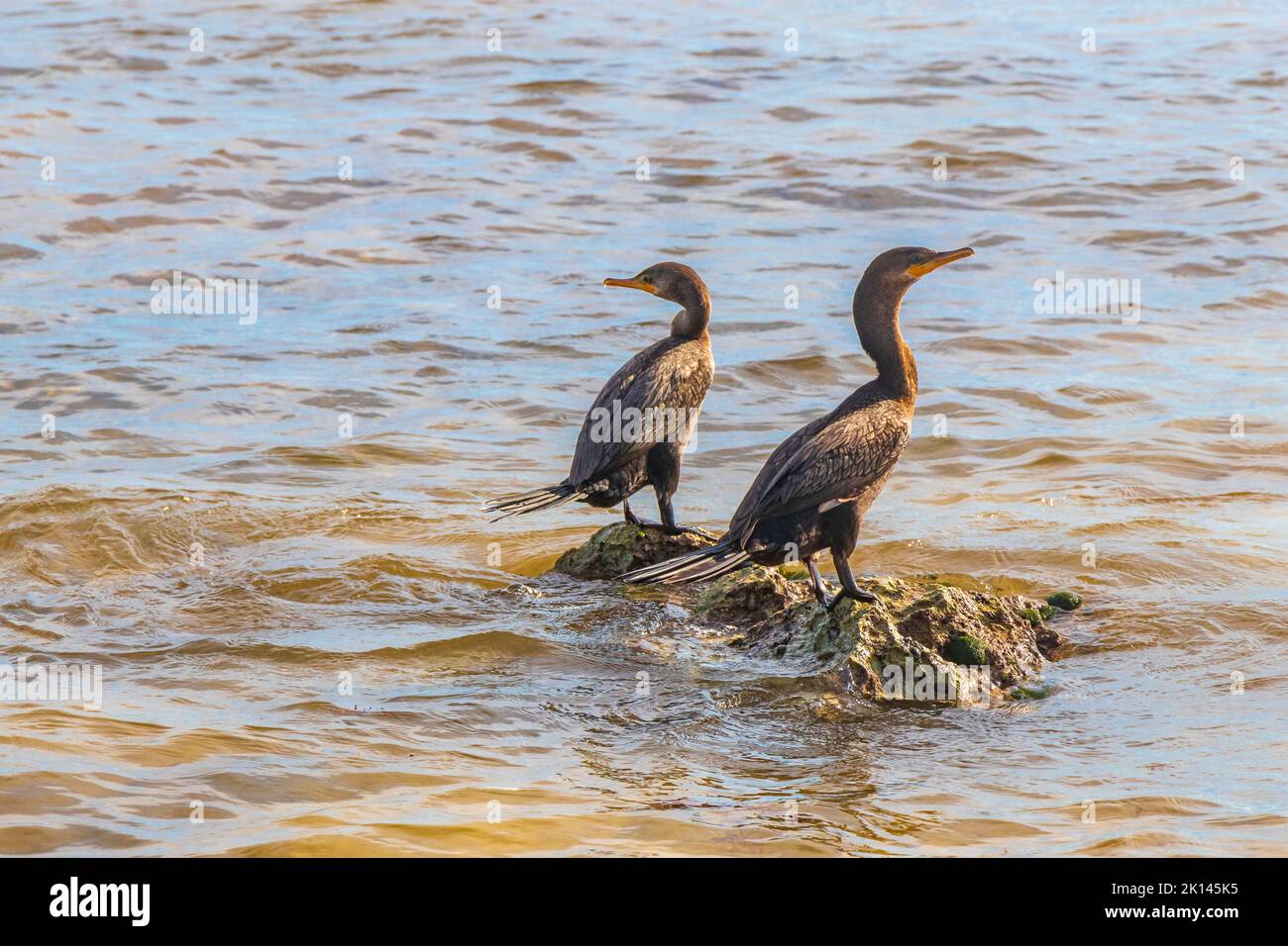 Neotropis Long-tailed Cormorant Cormorants sitting on rock boulder ...