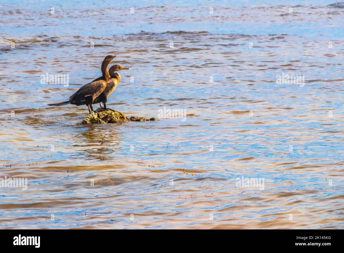 Neotropis Long-tailed Cormorant Cormorants sitting on rock boulder ...