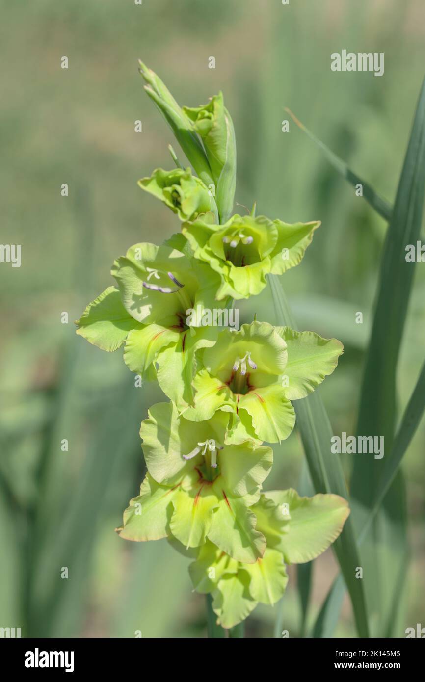 Gladiolus blossom with acid green color Stock Photo - Alamy