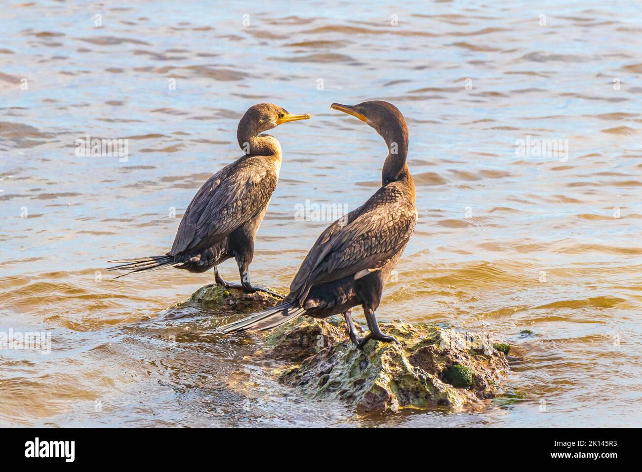Neotropis Long-tailed Cormorant Cormorants sitting on rock boulder ...