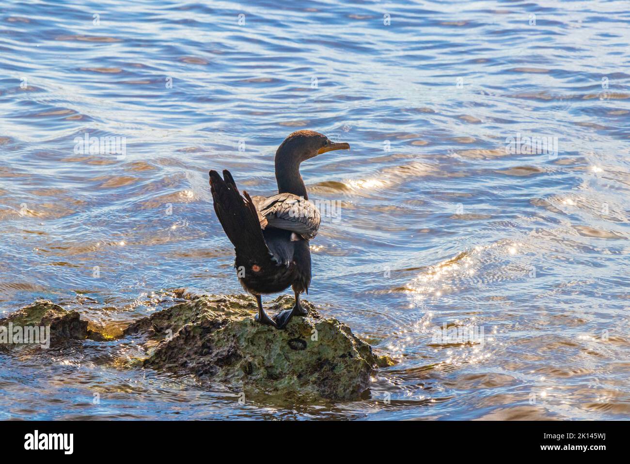 Neotropis Long-tailed Cormorant Cormorants sitting on rock boulder ...