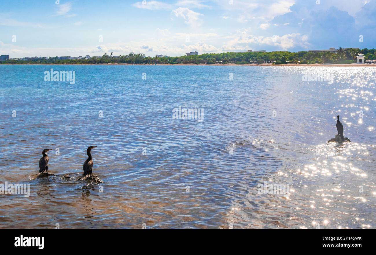 Neotropis Long-tailed Cormorant Cormorants sitting on rock boulder ...