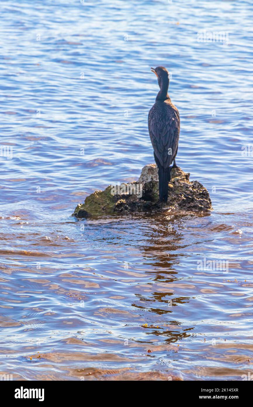 Neotropis Long-tailed Cormorant Cormorants sitting on rock boulder ...