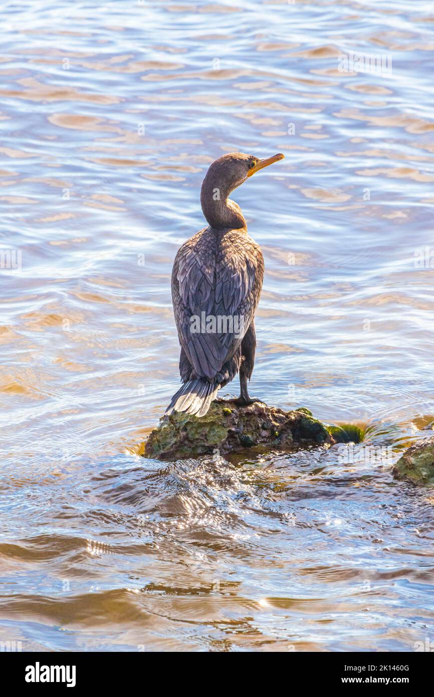 Neotropis Long-tailed Cormorant Cormorants sitting on rock boulder ...