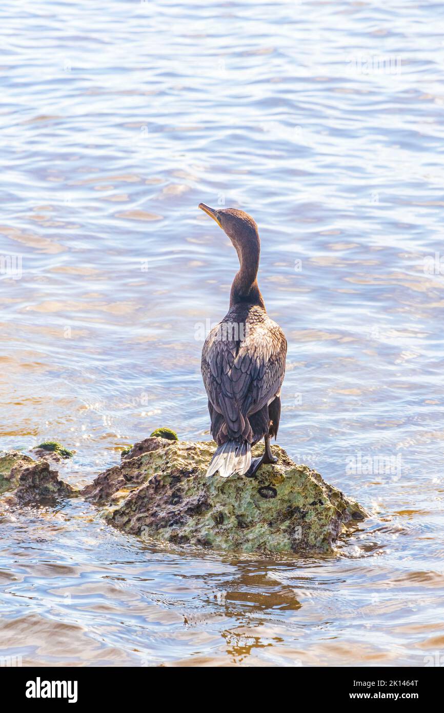 Neotropis Long-tailed Cormorant Cormorants sitting on rock boulder ...