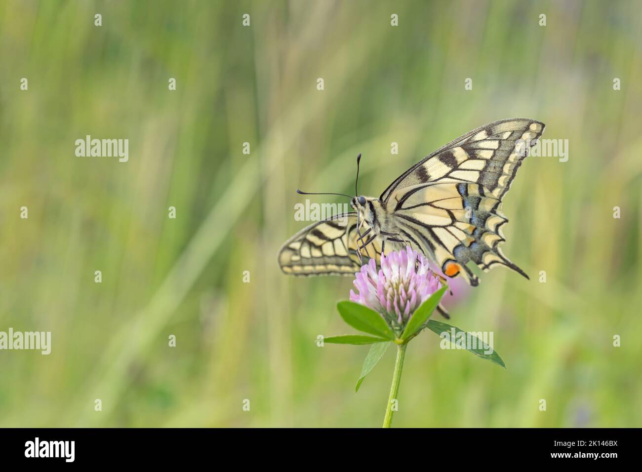 Old world swallow tail (Papilio machaon Stock Photo - Alamy