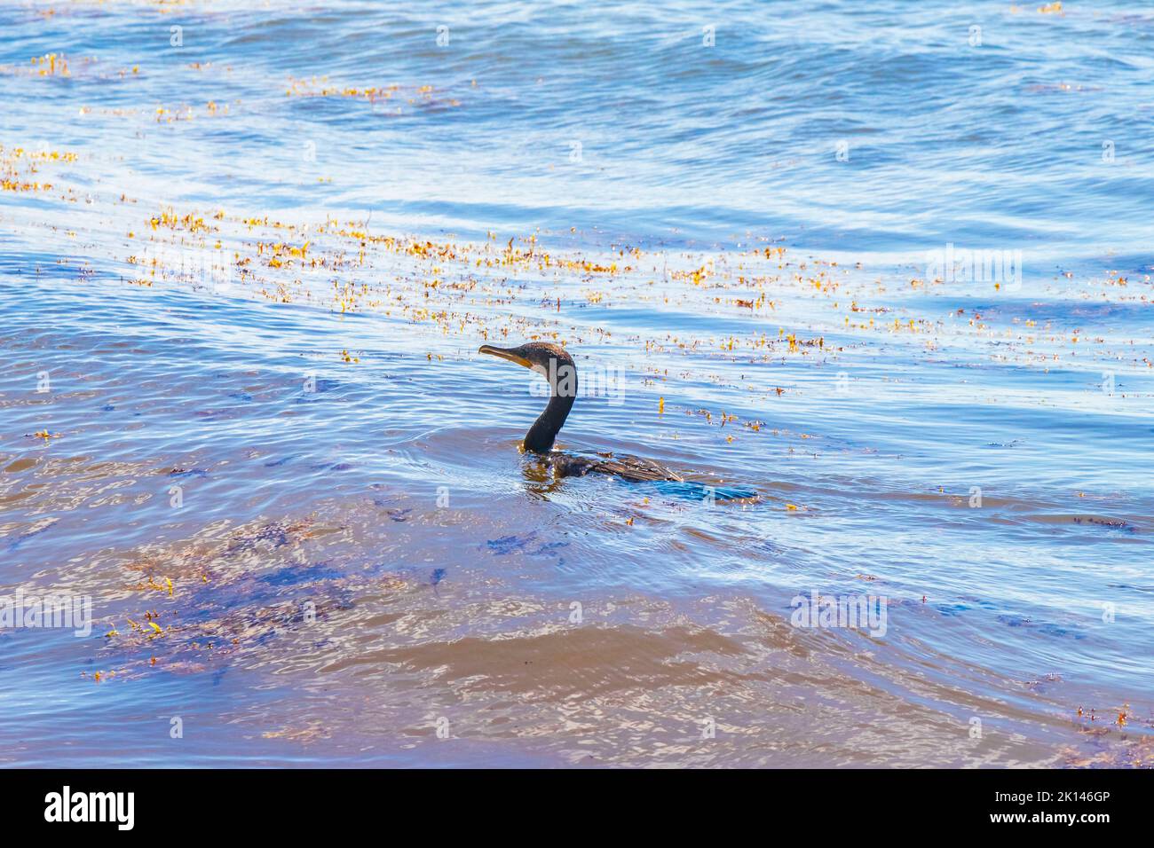 Neotropis Long-tailed Cormorant swimming in the water at the tropical ...