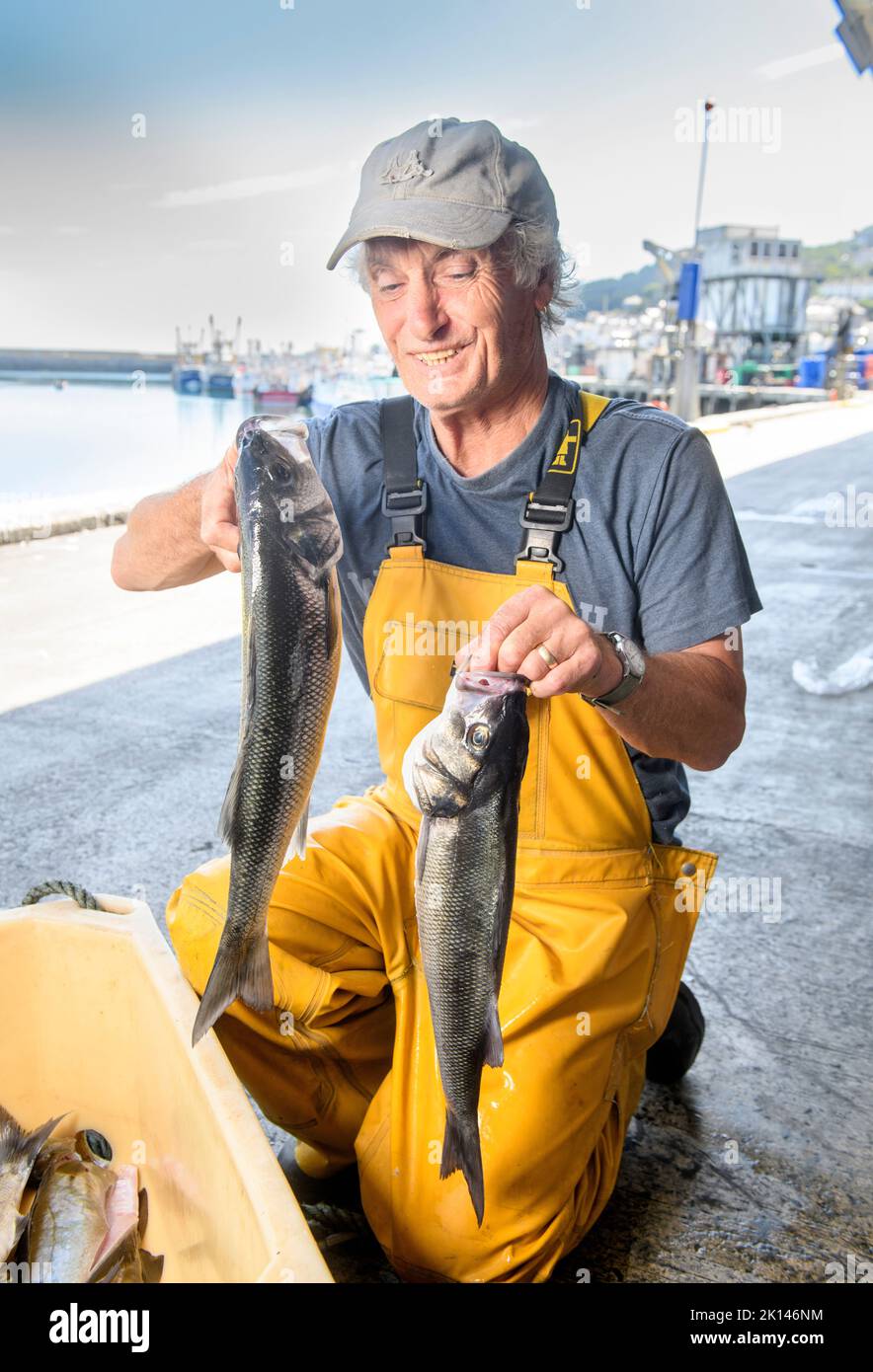 A fisherman with line caught Sea Bass and Pollock in Newlyn harbour in ...