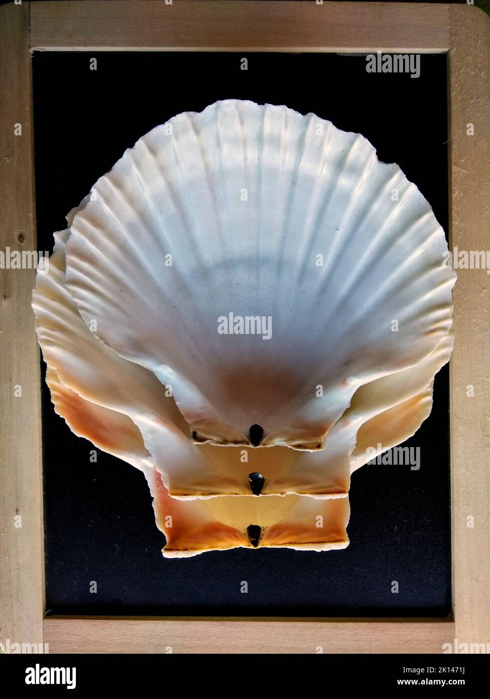 A vertical background of a seashell on a wall Stock Photo - Alamy