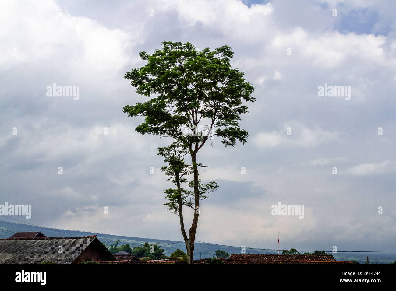A shady tree that stands between the roofs of people's houses in the ...