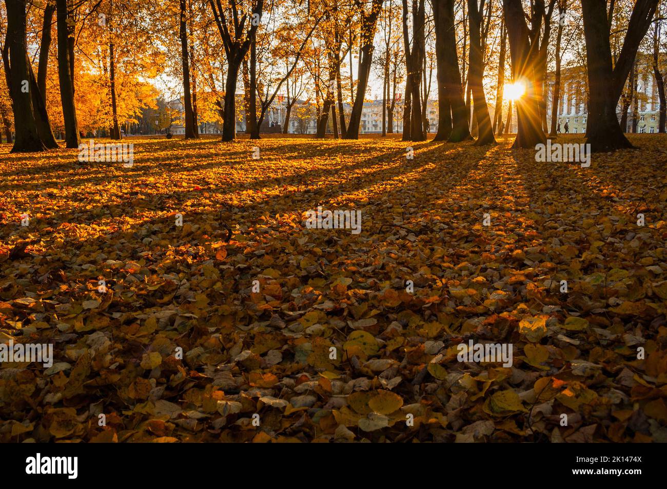 Autumn sunny landscape scene of autumn park at sunset. Park autumn ...