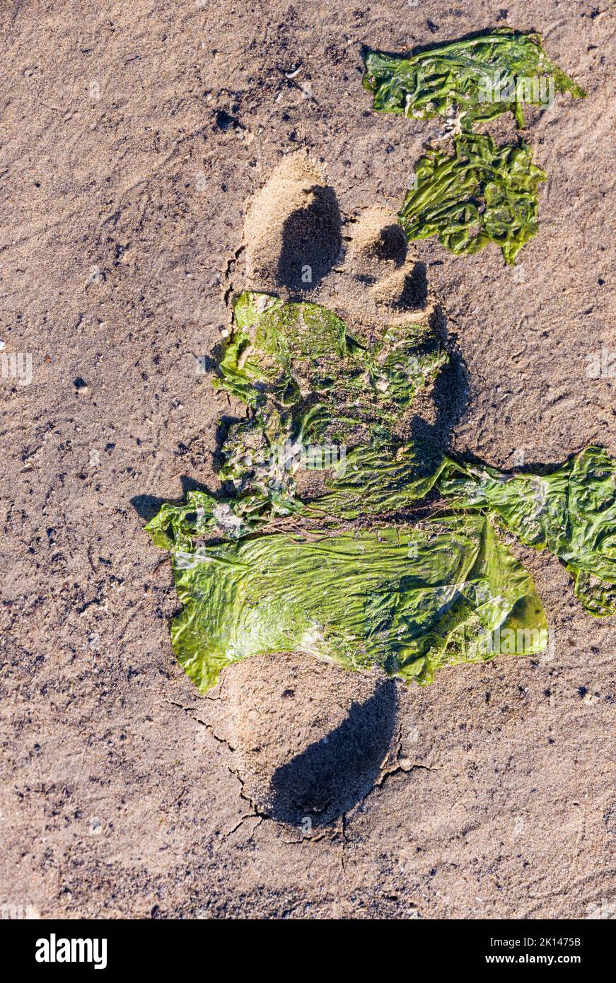 The imprint of a single human foot in the wet sand with seaweed on the ...