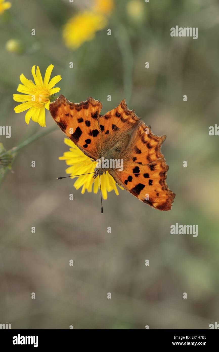 Comma butterfly (Polygonia c-album Stock Photo - Alamy