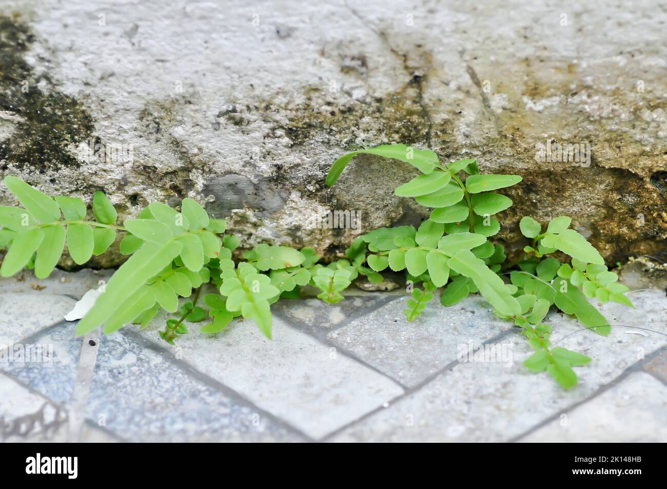 Staghorn fern wall hi-res stock photography and images - Alamy
