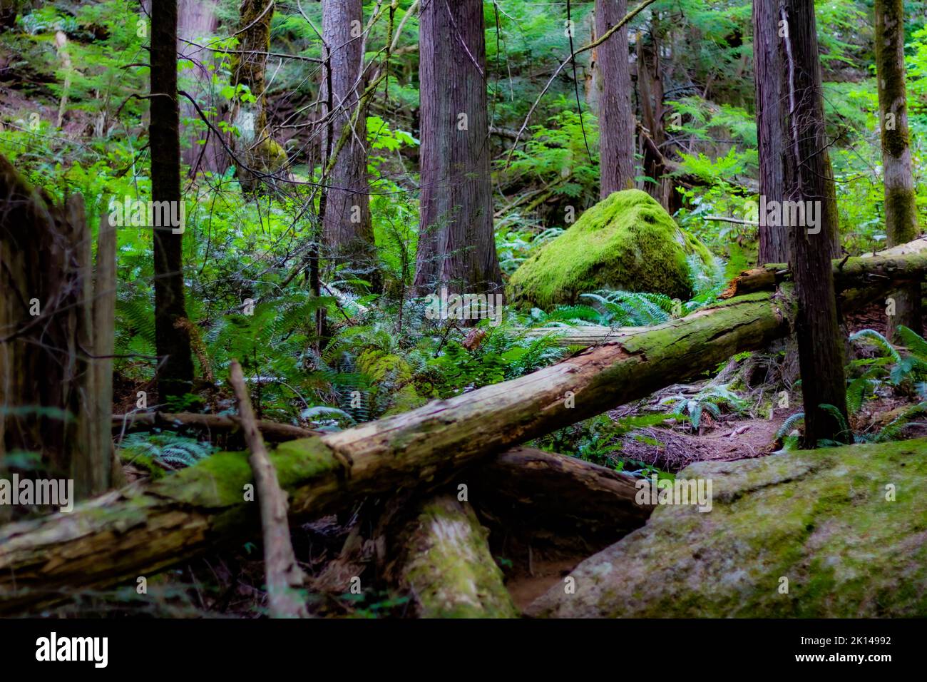 Fallen trees in a green forest Stock Photo - Alamy