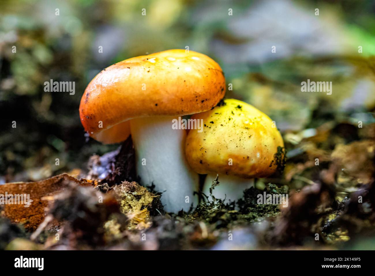 A closeup of Russula claroflava, yellow swamp brittlegill Stock Photo ...
