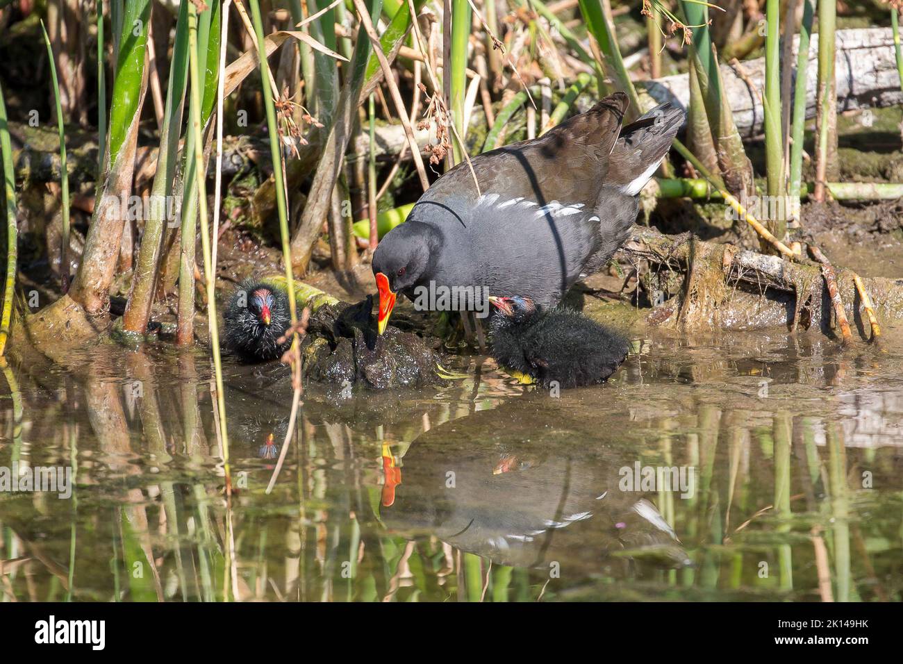 Wild, UK common moorhen bird (Gallinula chloropus) with two baby chicks ...