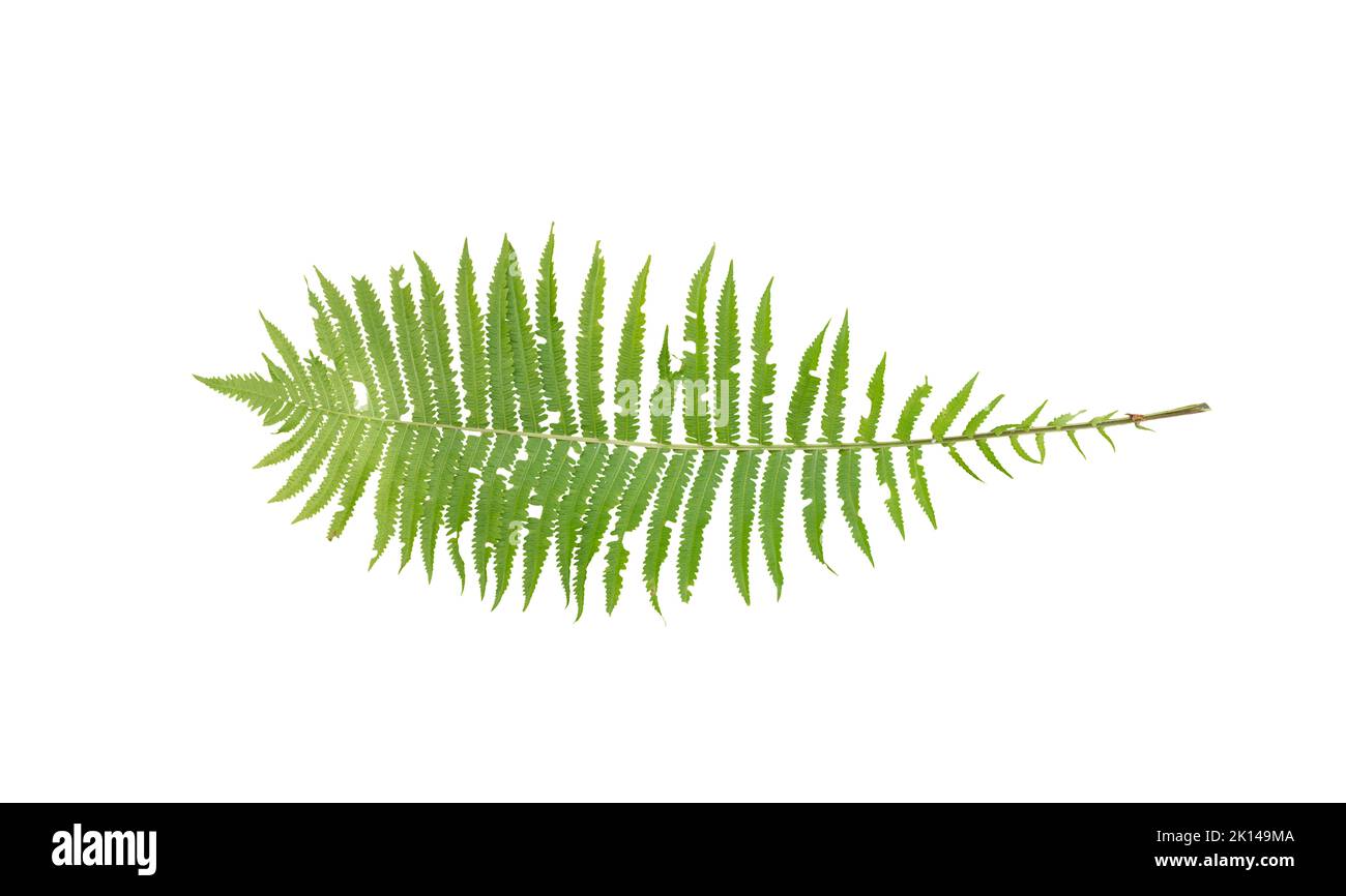 Green leaves fern texture Cut Out Stock Images & Pictures - Alamy