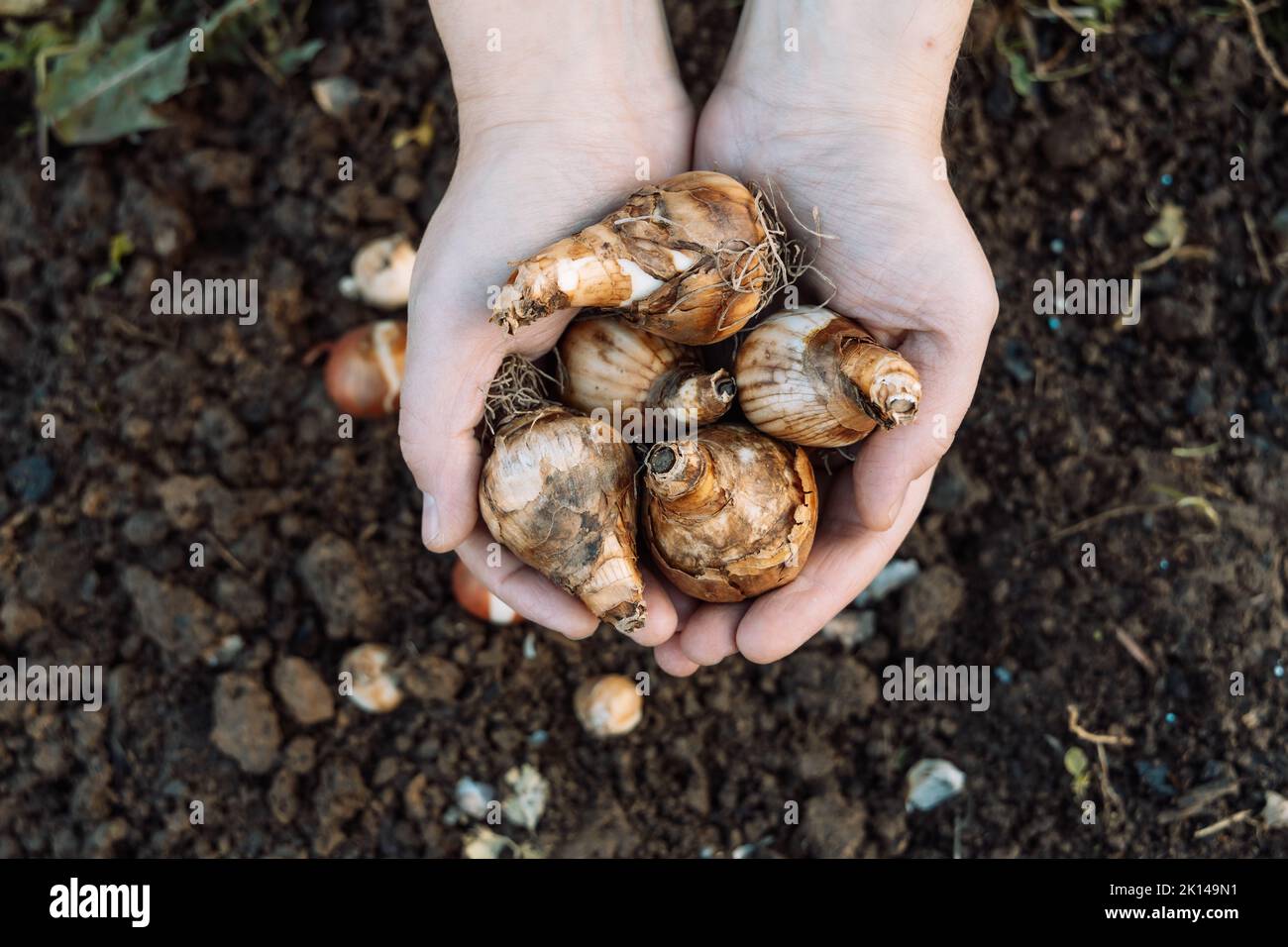 hands holding daffodil bulbs before planting in the ground Stock Photo ...
