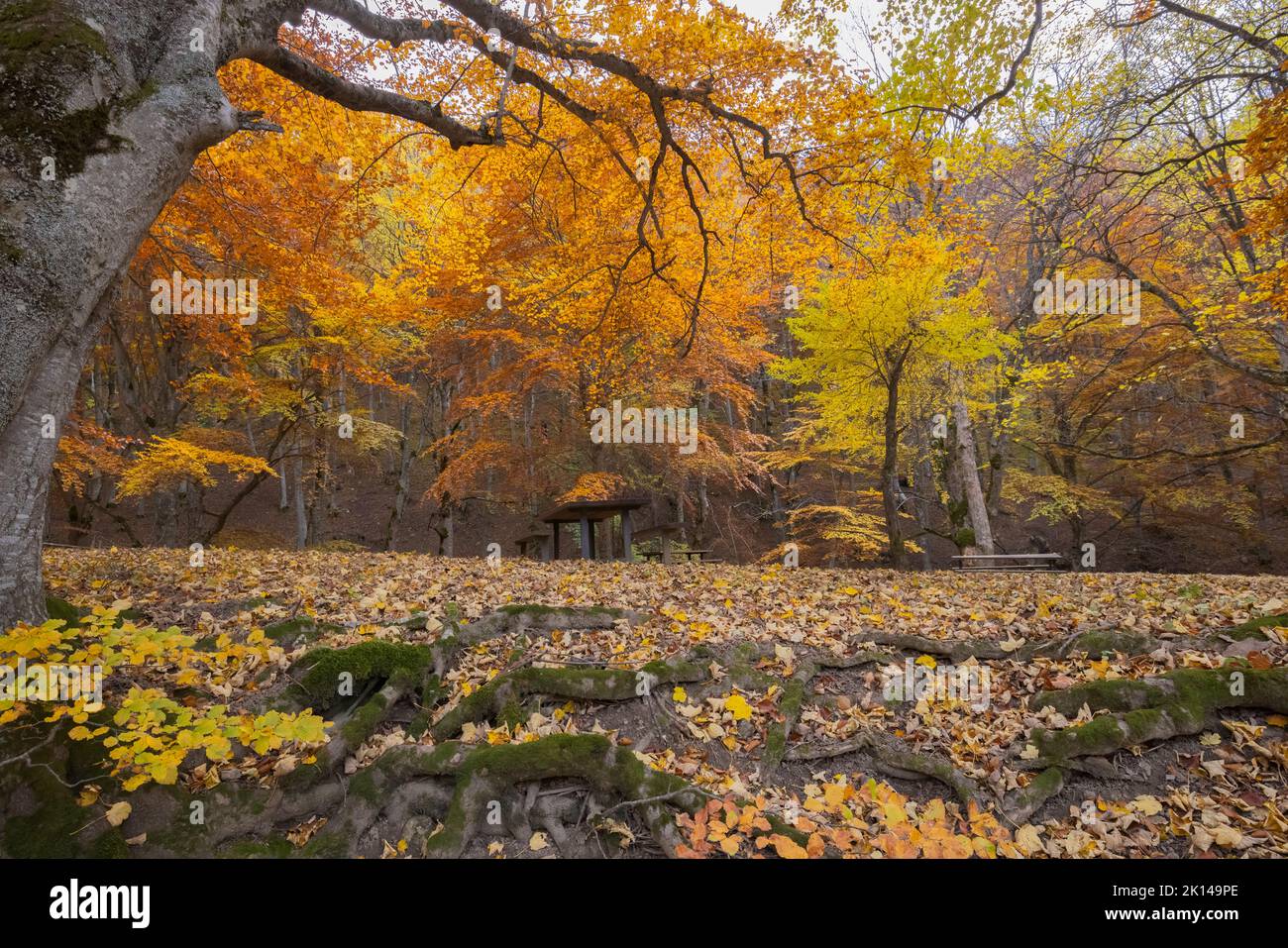 Autumn foliage in the forest of Chiarino Valley, Italy, Aquila Stock ...