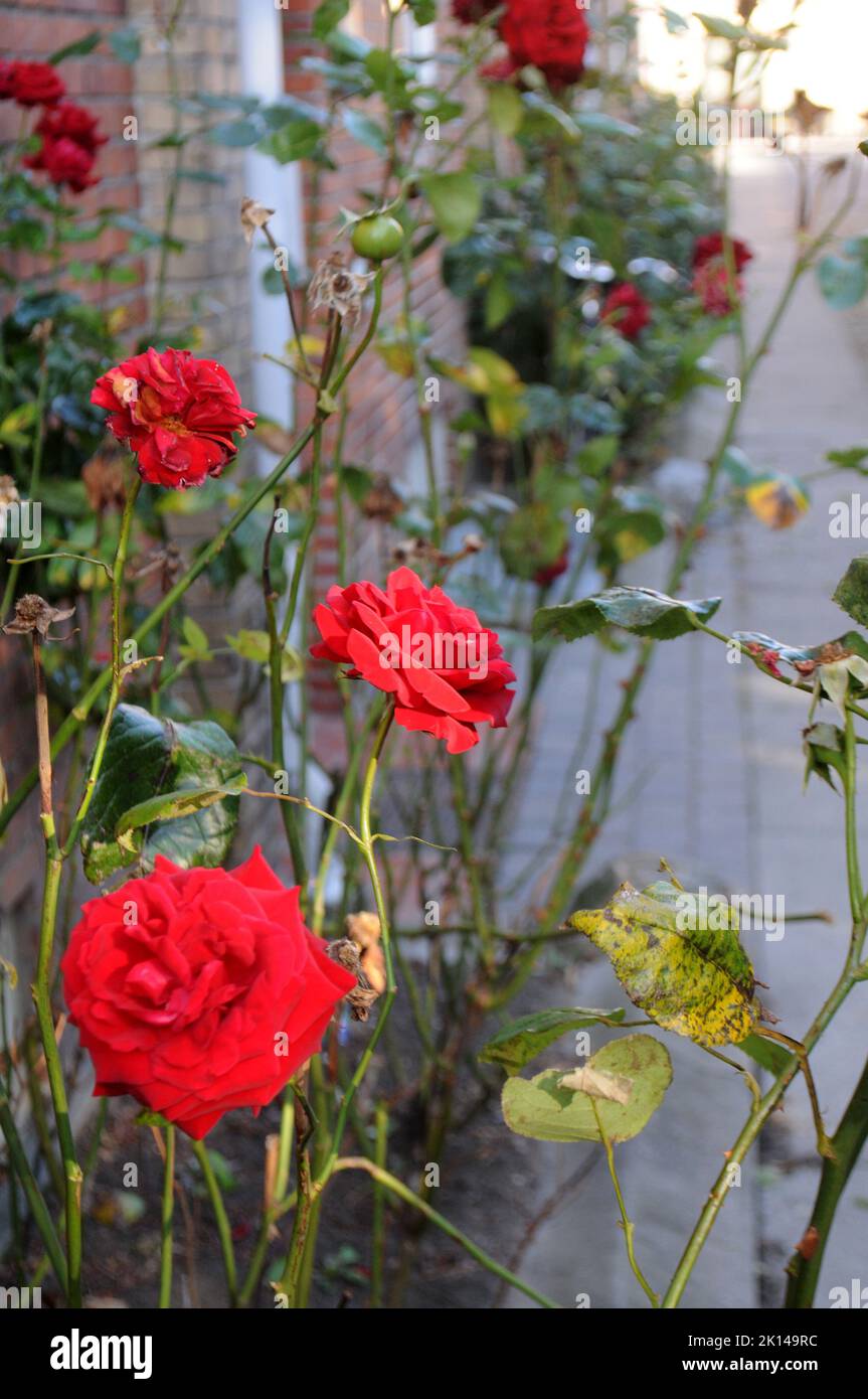 Copenhagen /Denamrk /15 September 2022/ Rose flowers and plants in ...