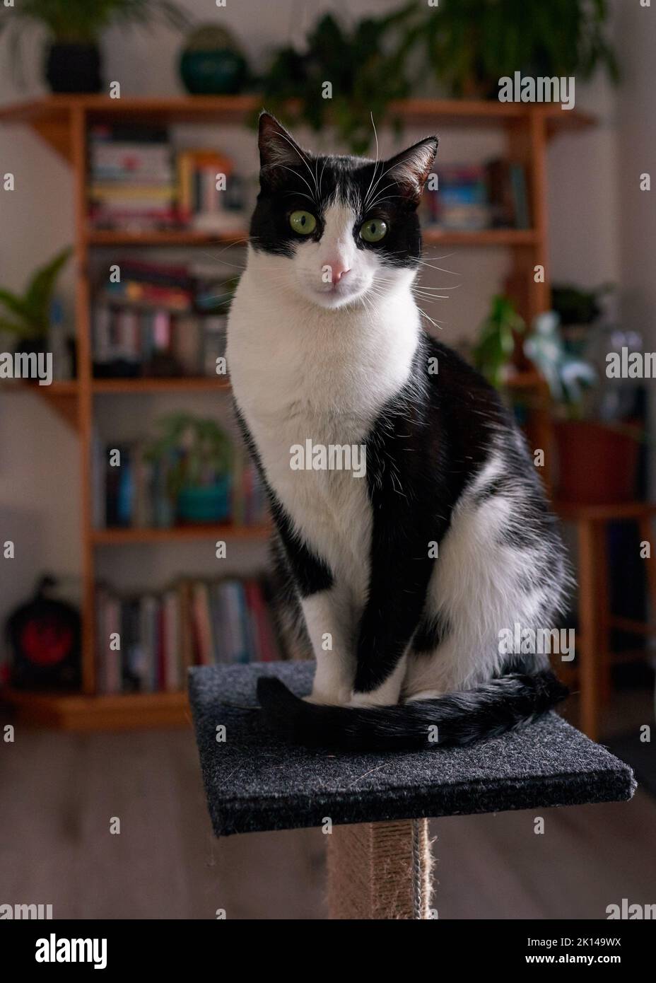 A young black and white cat sits on scratch post in the lounge and ...