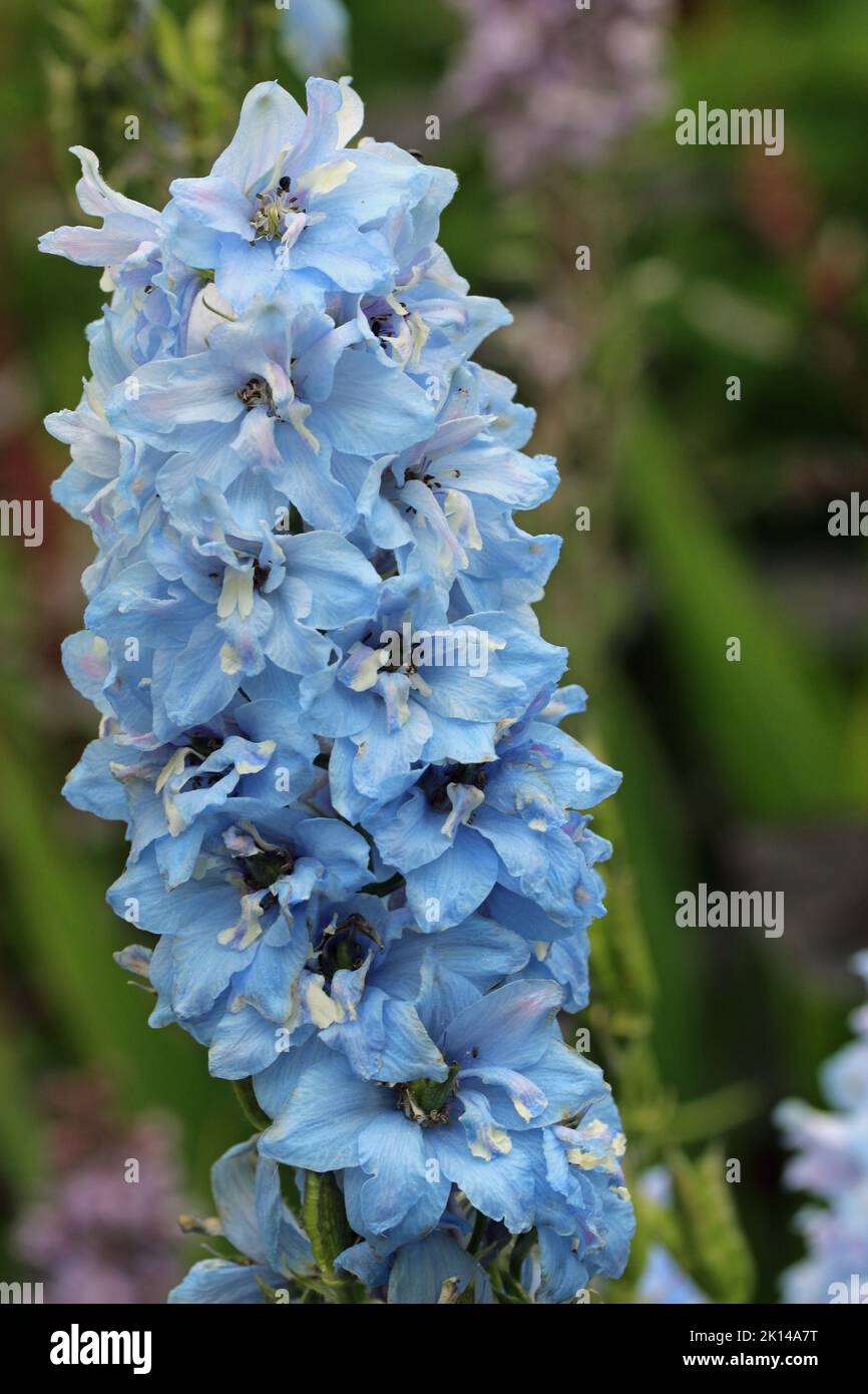 Flowering spike of blue delphinium flowers in close up with white ...