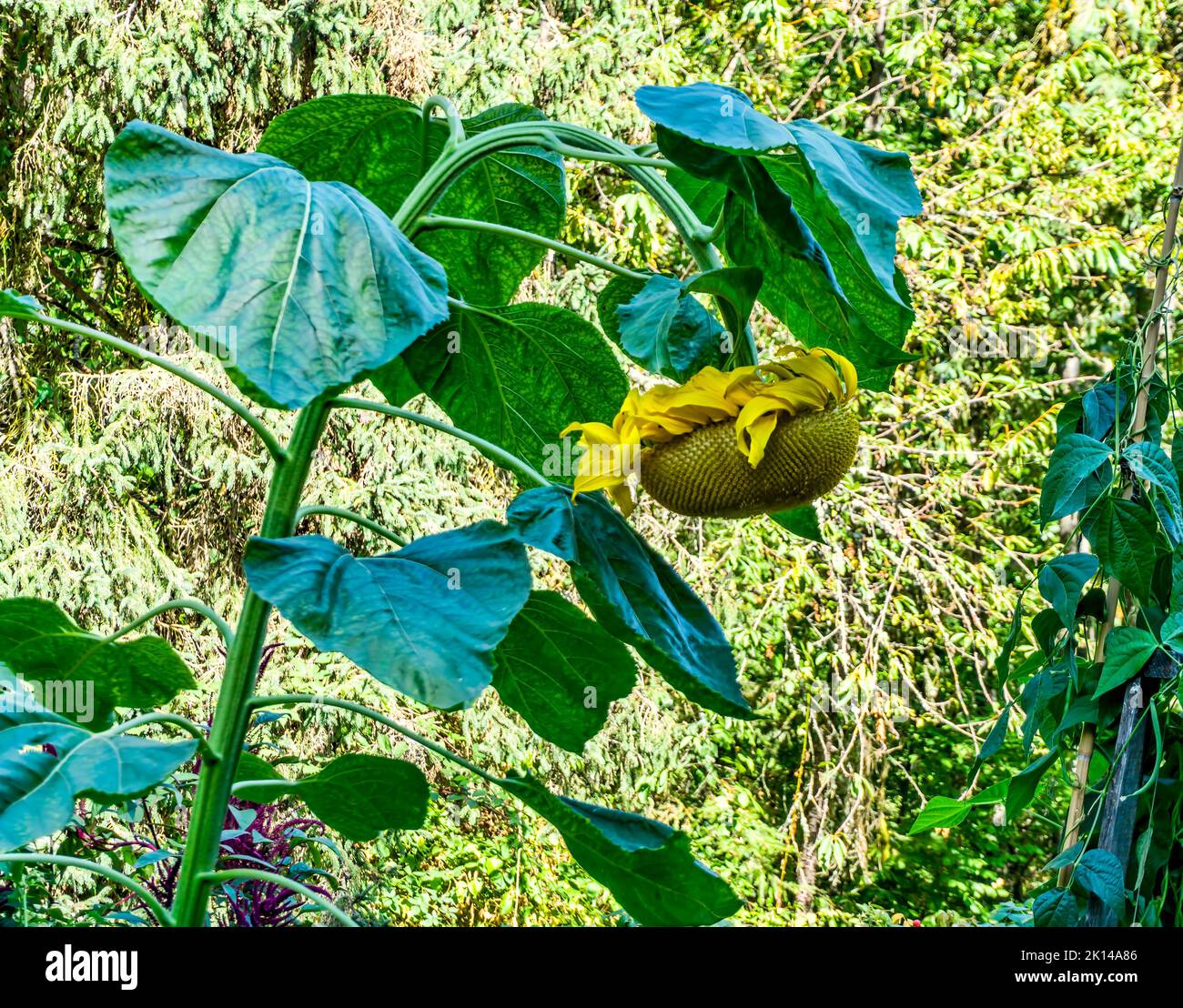 A heavy sunflower pulls down in a pea patch in Seattle, Washington ...