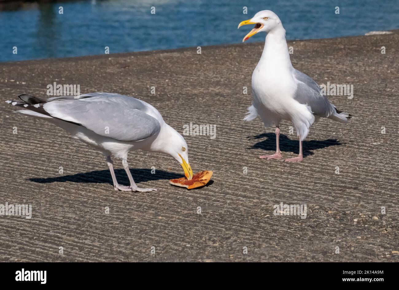 Funny seagull hi-res stock photography and images - Alamy
