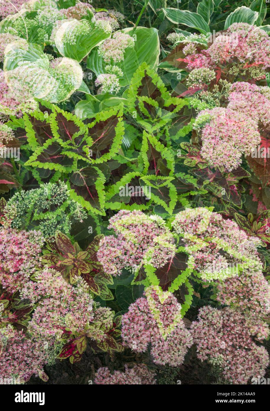Exposures of two different images are overlayed in-camera to create a ...