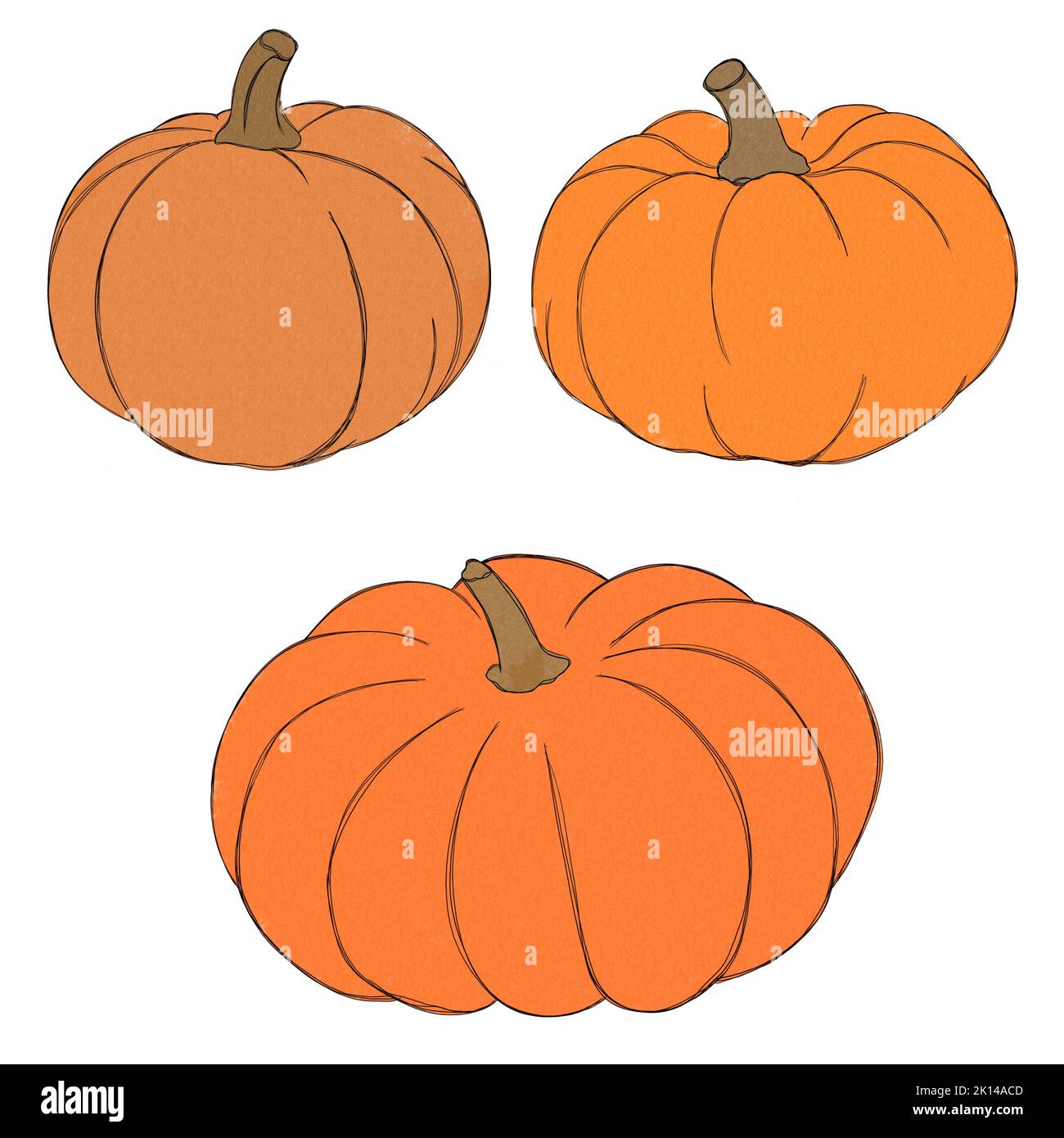 Pumpkin watercolor drawing free hand. Pumpkin for Thanksgiving. Bright ...