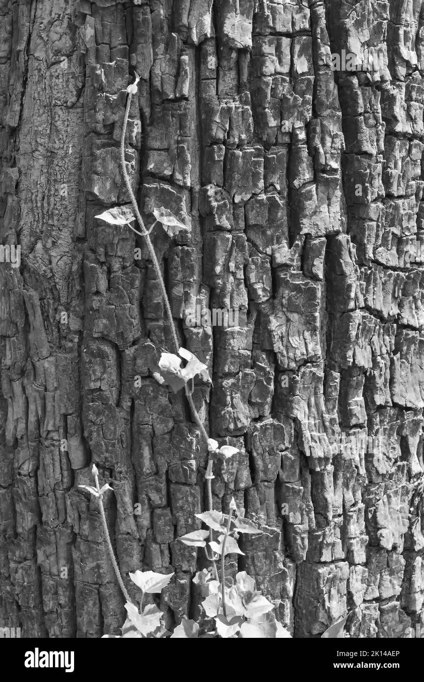 Black and white abstract tree trunk wood texture. Natural background ...