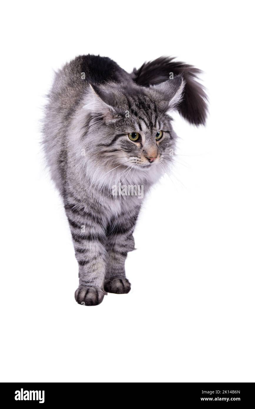 a Maine Coon cat is standing and walking facing forward on a white ...