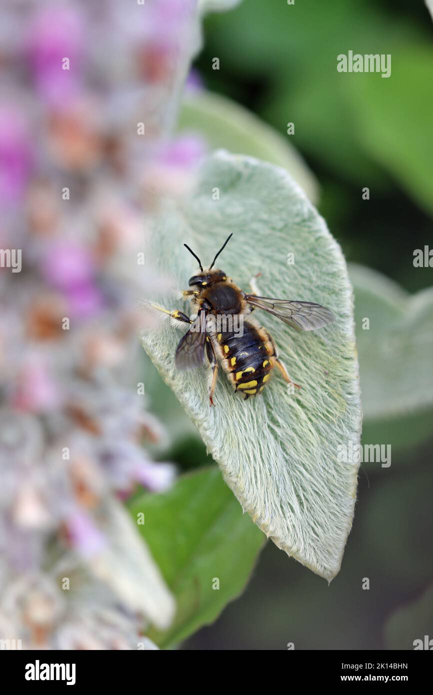 Wool carder bee, Anthidium manicatum, male on woolly lambs ear, Stachys ...