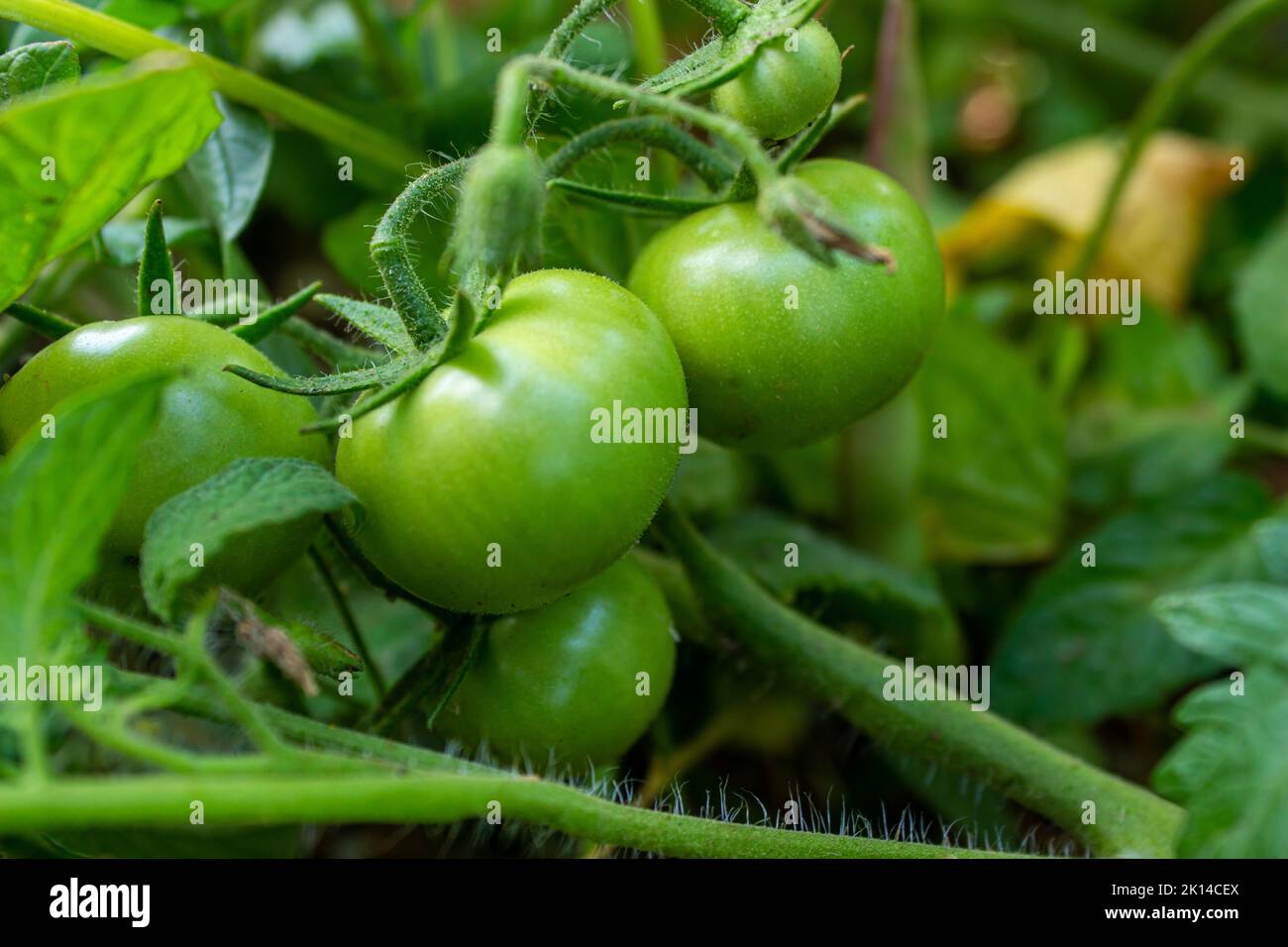 Unripe green tomatoes in a garden. Growing vegetables. Agriculture and ...
