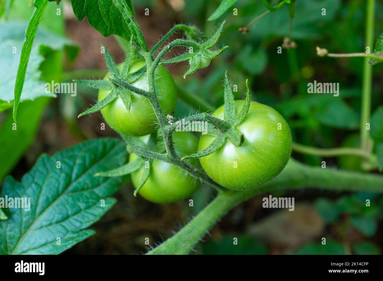 Unripe green tomatoes in a garden. Growing vegetables. Agriculture and ...