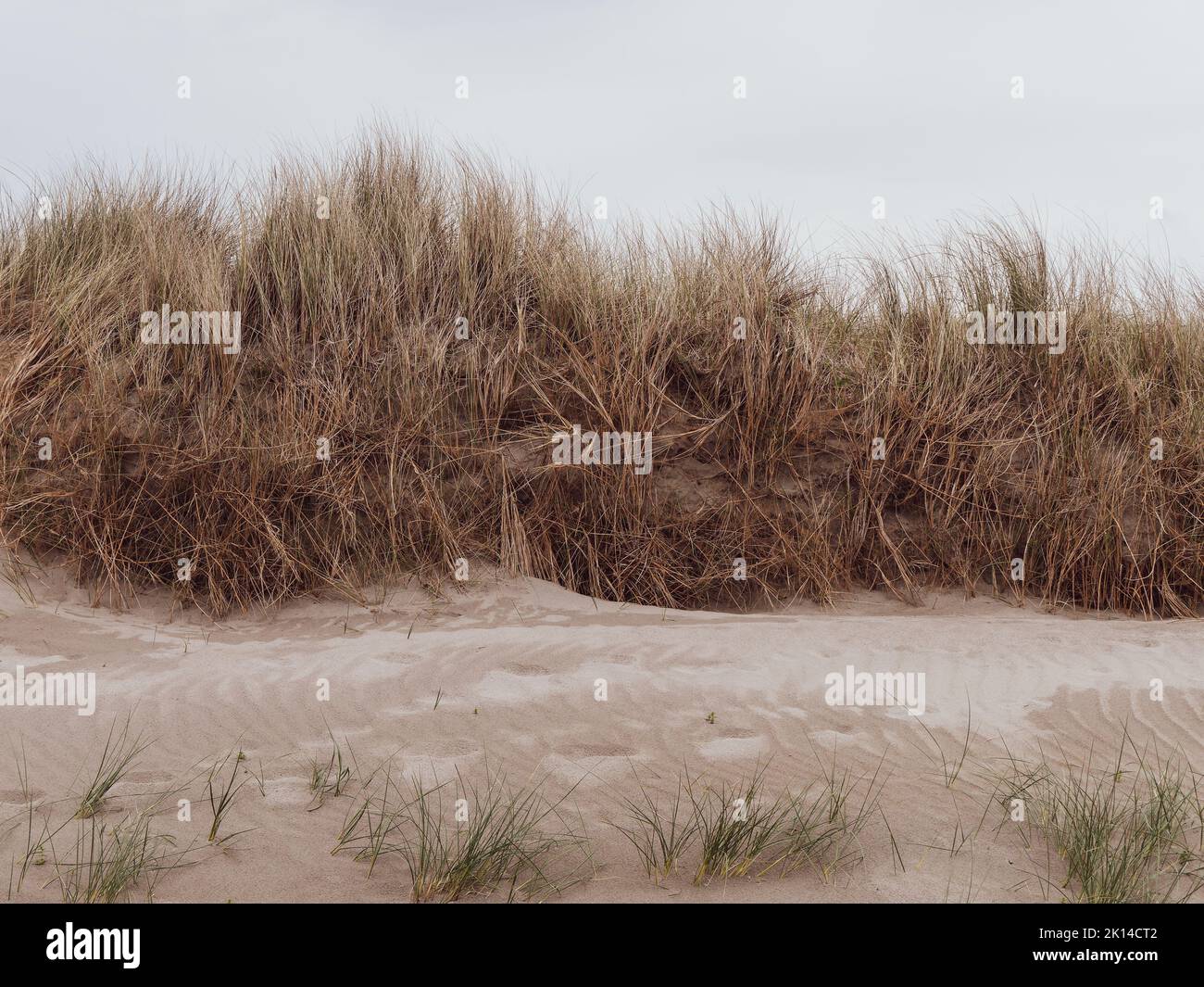 Thickets on the shore, sky. Coastal vegetation, landscape, grass on ...