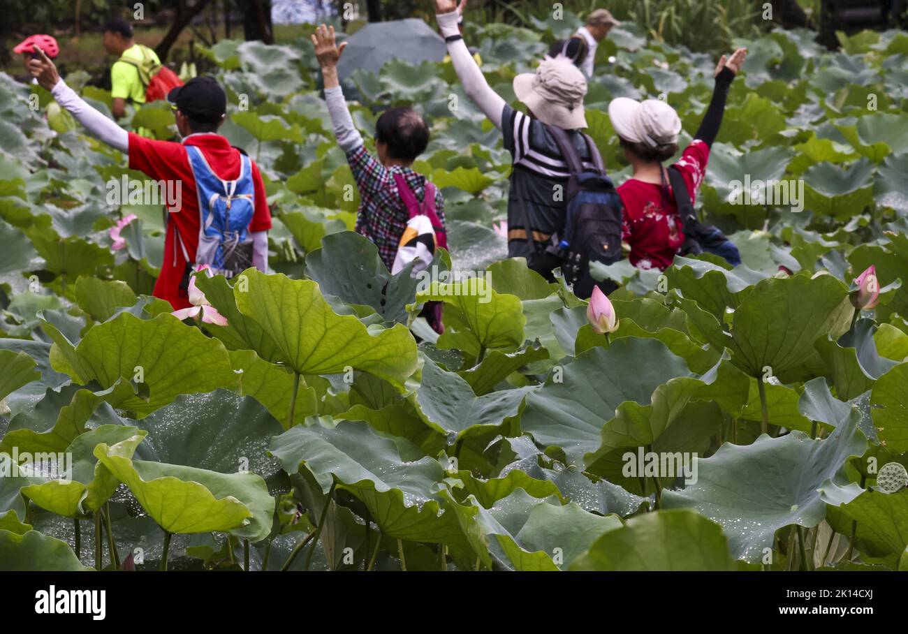 Lotus blossom at Ho Sheung Heung, Sheung Shui.07JUN22 SCMP /K. Y. Cheng ...