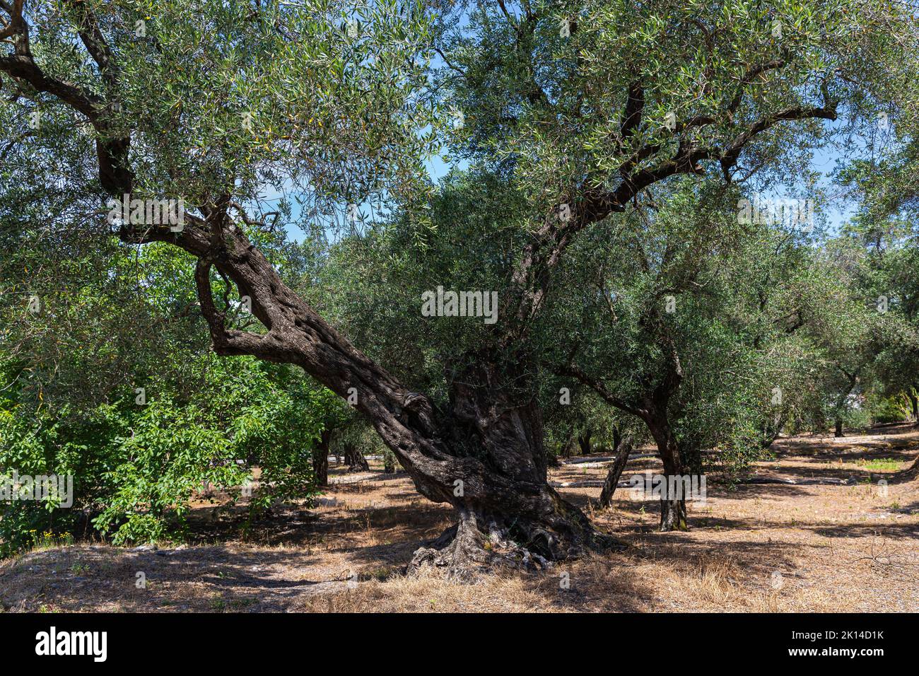 Ancient olive trees, Corfu island, Greece Stock Photo - Alamy