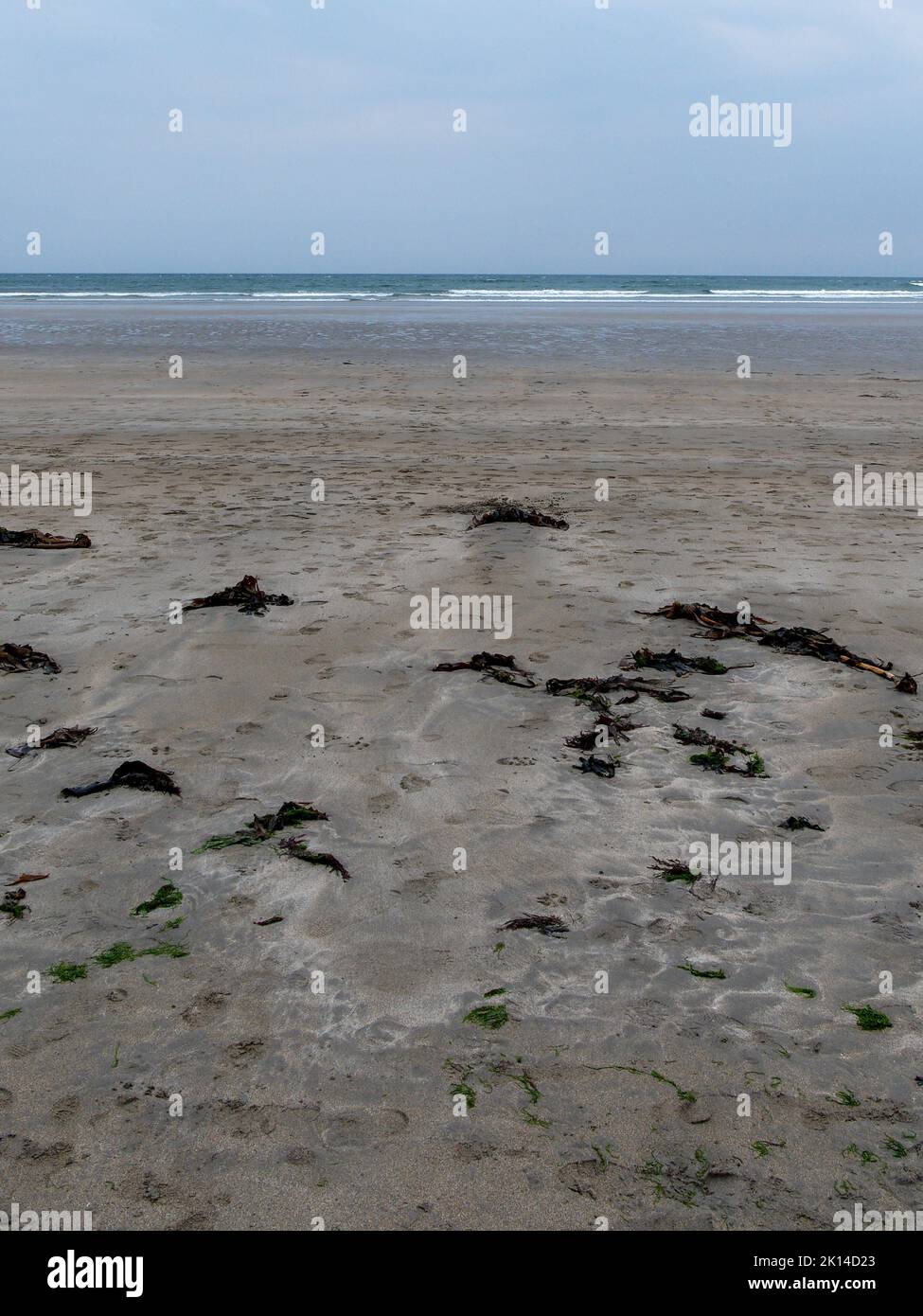 Seaweed on a sandy beach. Cloudy weather on the Atlantic coast ...