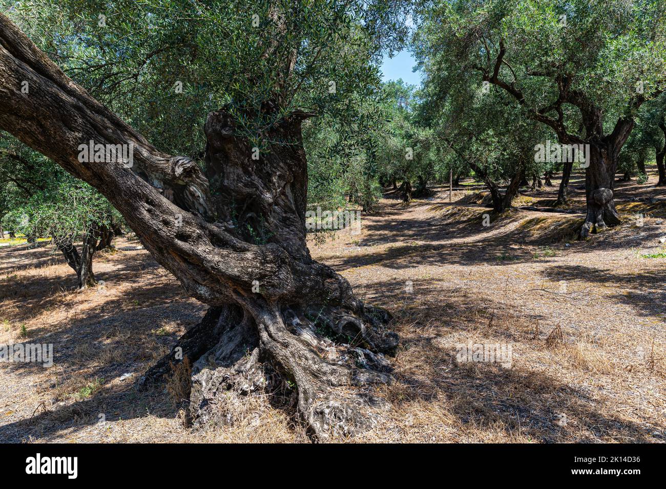 Ancient olive trees, Corfu island, Greece Stock Photo - Alamy
