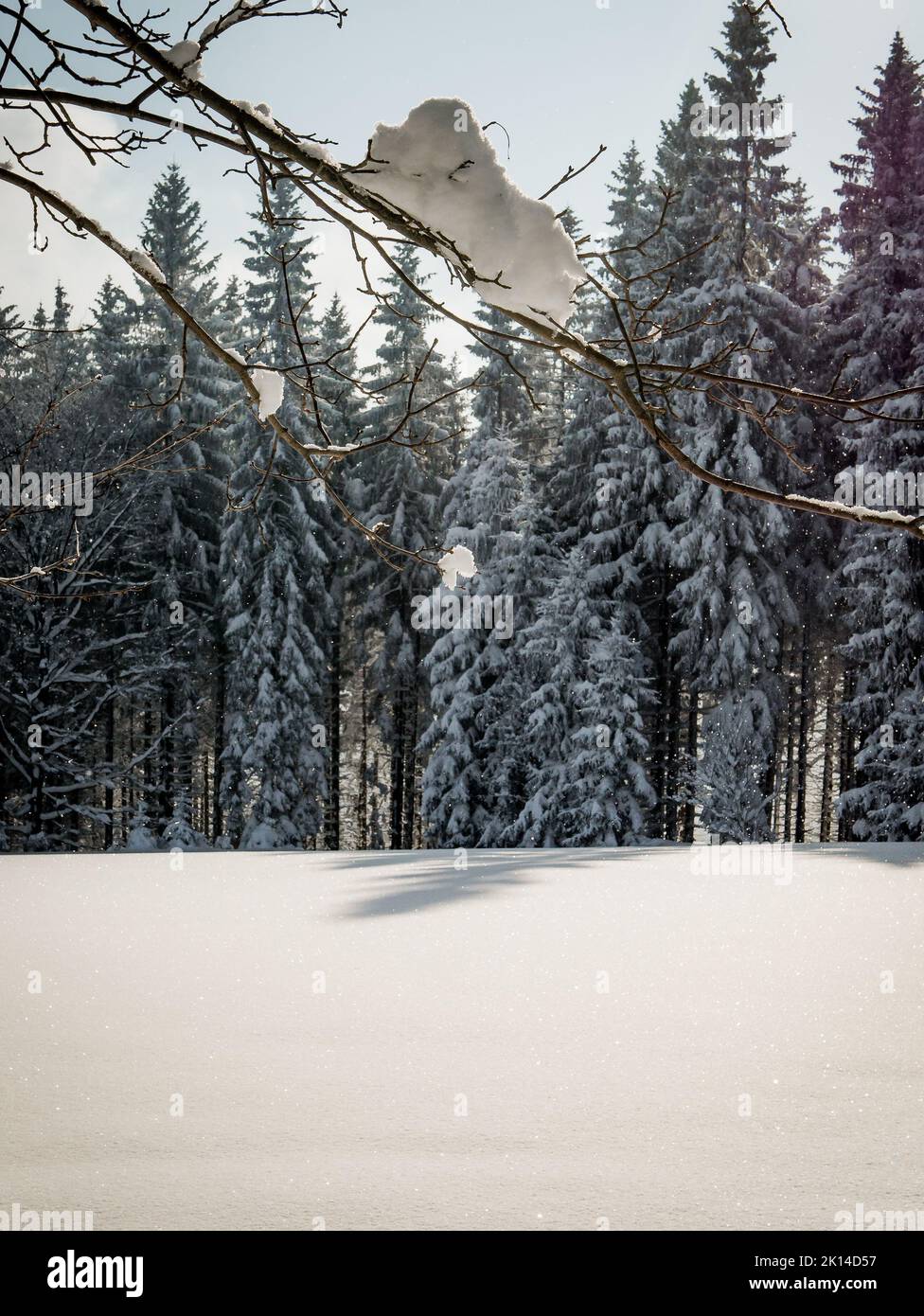 Snow-covered nature and trees in the Czech forest in winter Stock Photo ...