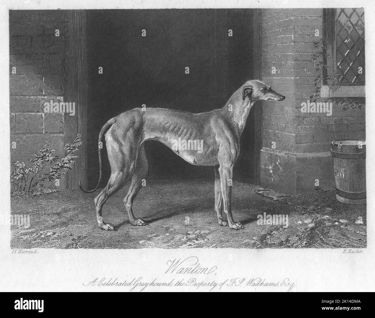 Prize winning greyhound dog hi-res stock photography and images - Alamy