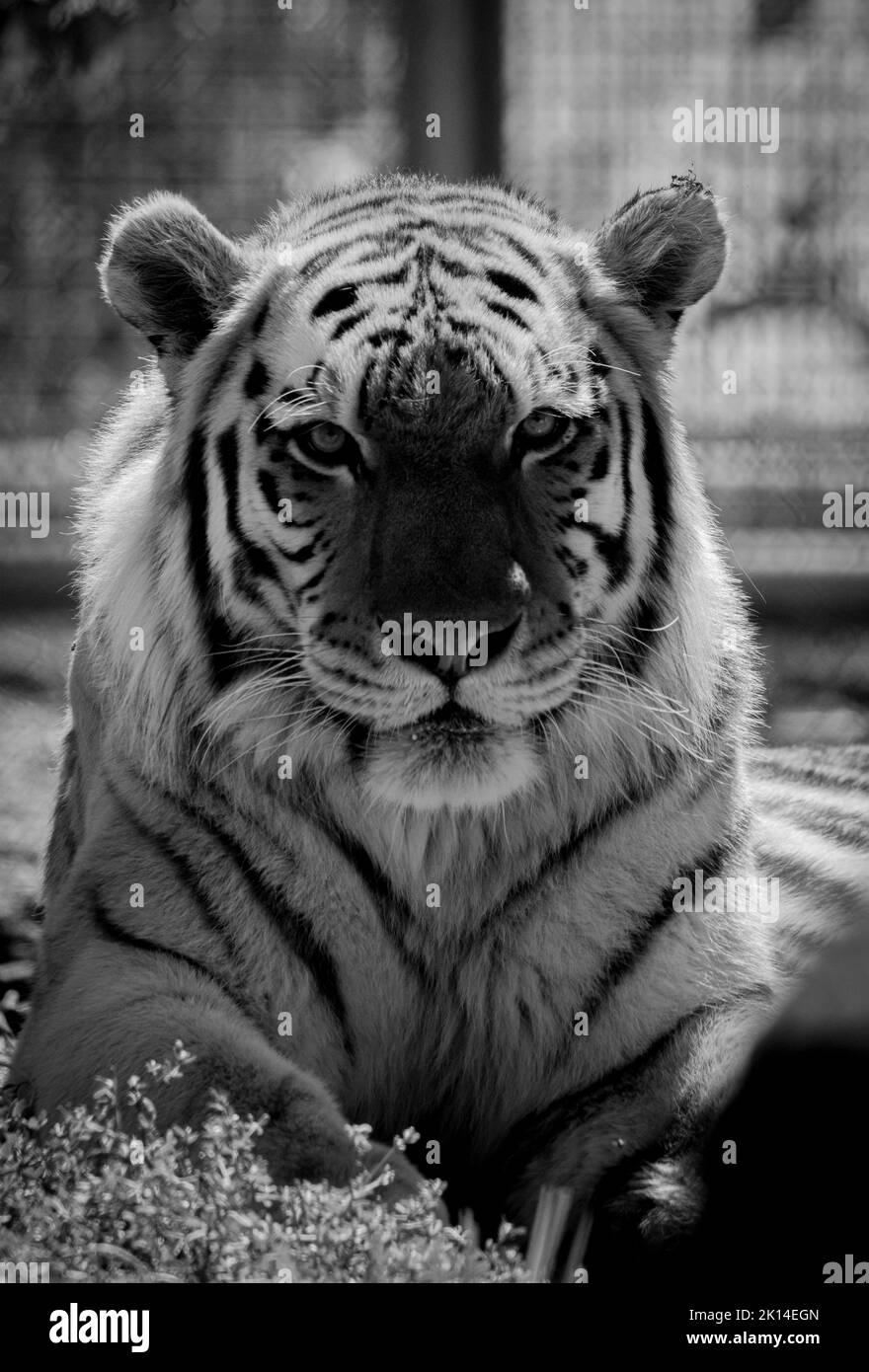 Tiger looking at camera Black and White Stock Photos & Images - Alamy