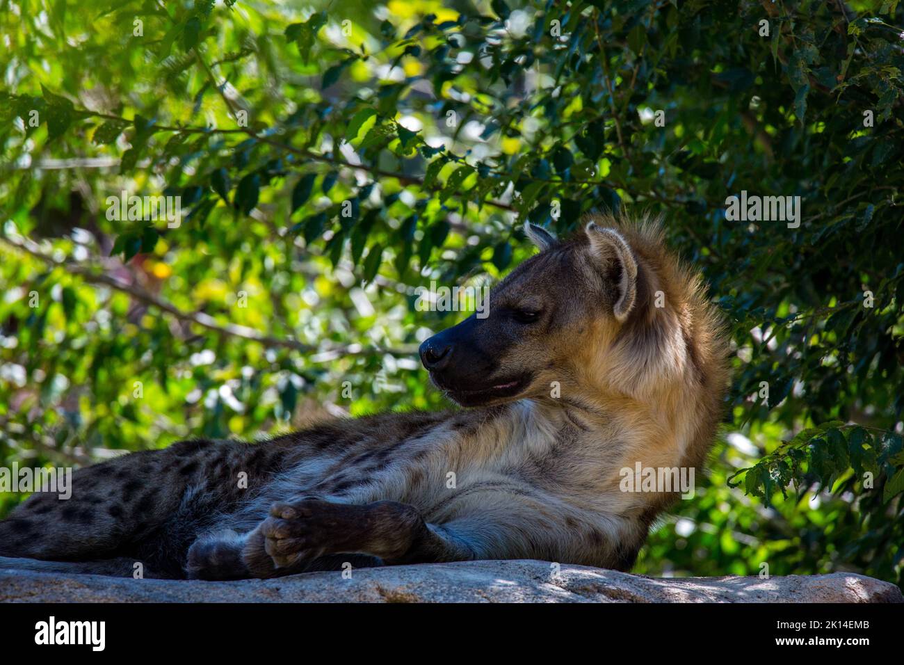 A closeup of a hyena lying on the stone with trees in the background ...