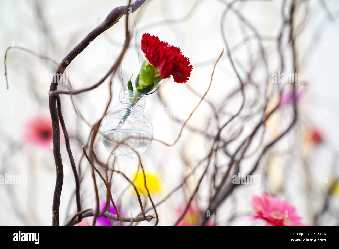 Dried and preserved flower stems comes in different colors Pink, yellow ...